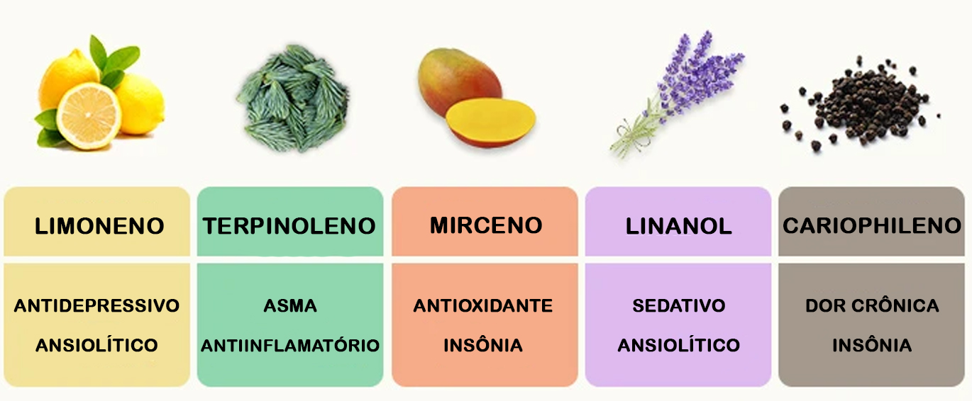 Os terpenos na atividade antibacteriana e antifúngica da Cannabis