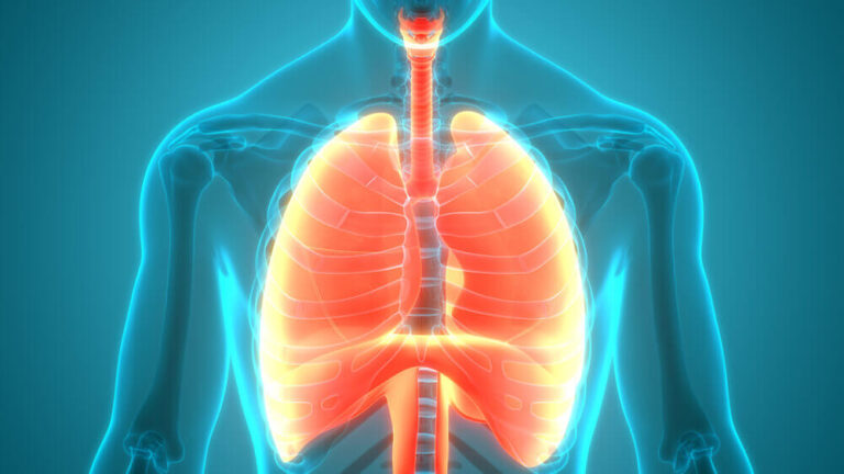 Homeostase: O que é, Importância e Regulação com CBD