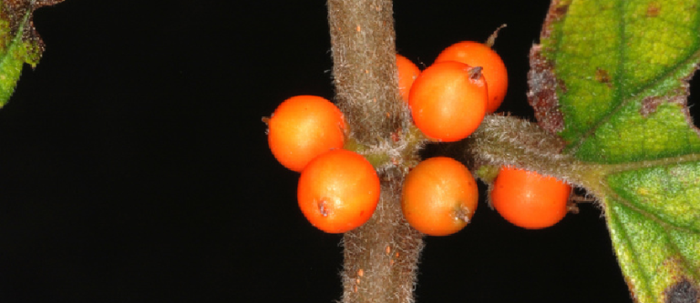 Trema micrantha blume: a planta brasileira que pode ter CBD