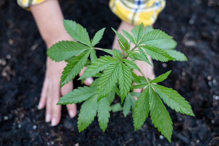 Cannabis indica: efeitos, diferença para a sativa e uso medicinal