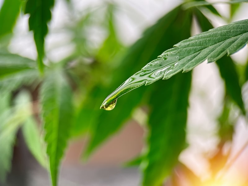 Delta-9-THC: Efeitos e usos do delta-9-tetrahidrocanabinol